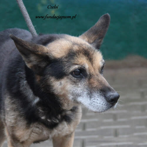 Schronisko dla zwierząt Nowy Dwór Mazowiecki (k. Warszawy) - Puszatek